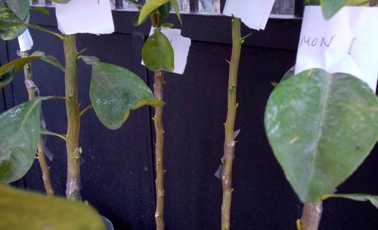 ¡INJERTOS: CREANDO NUEVOS SERES VIVOS DE FORMA TRADICIONAL! – Biovalle